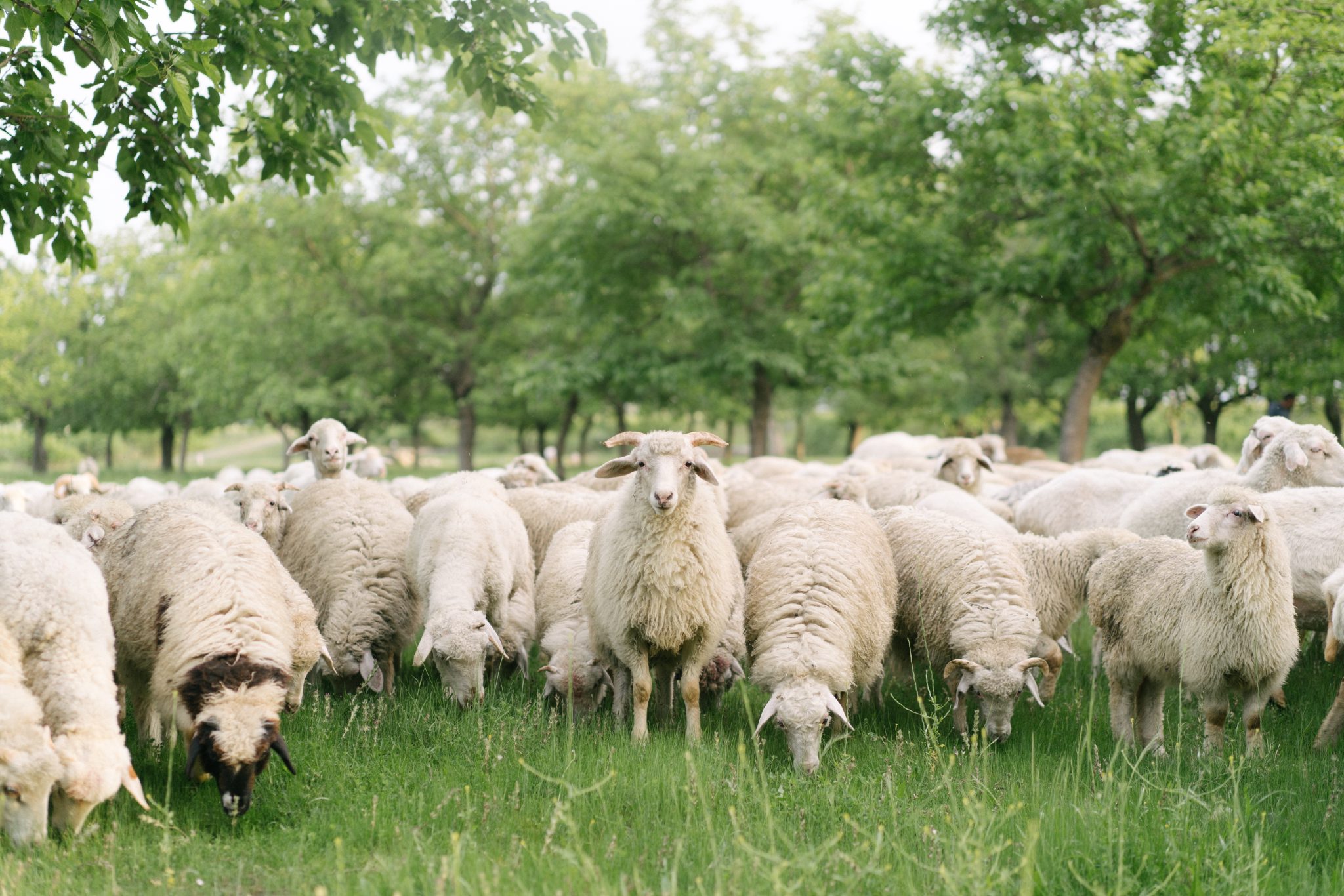 RWS – Responsible Wool Standard - Control Union Japan